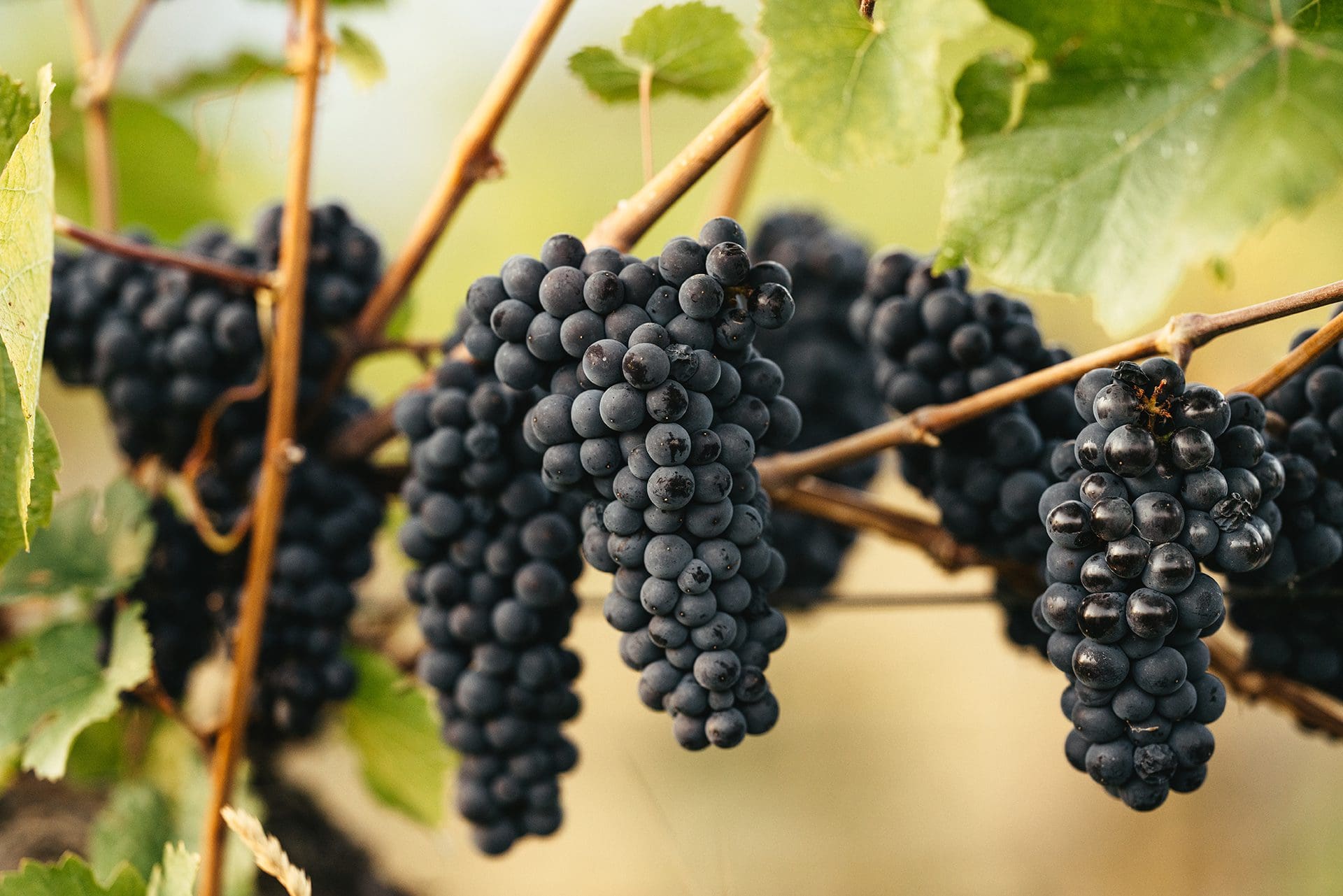 Tastings & Experiences | Summerhill Winery US
