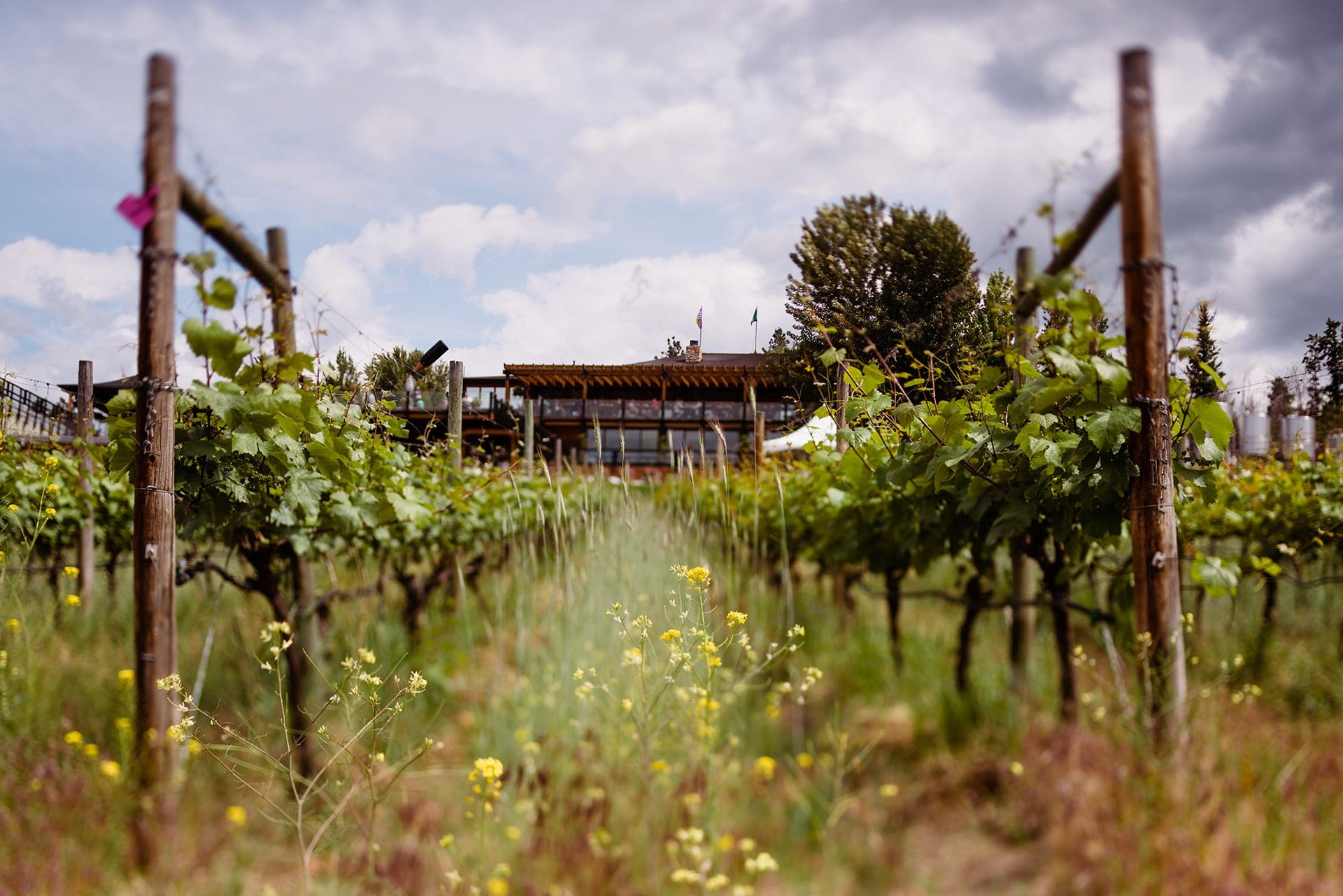 Winemaking | Summerhill Pyramid Winery
